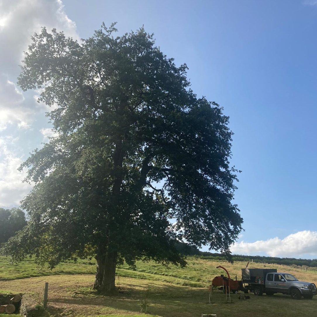 Home - Oren Tree Surgeons