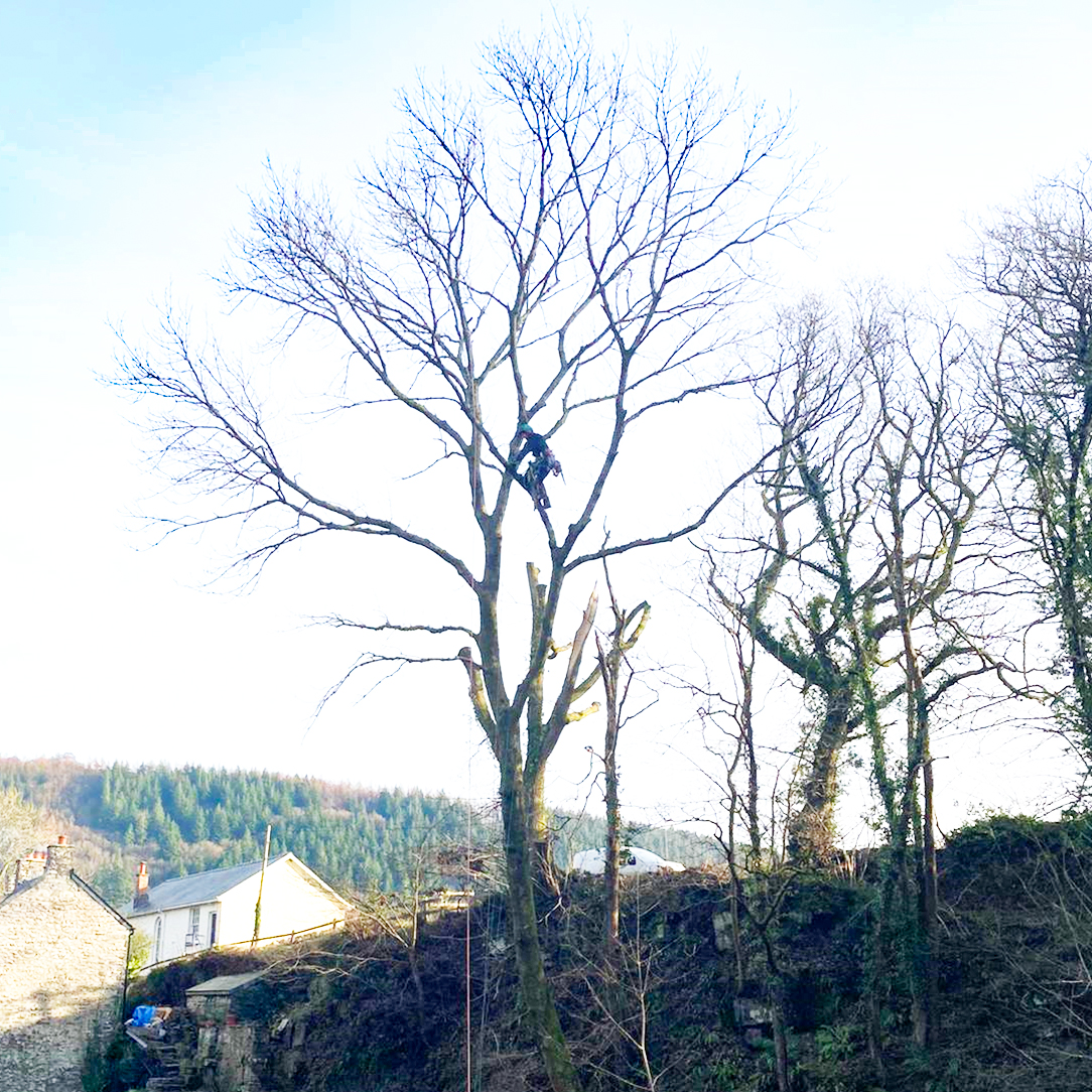 Home - Oren Tree Surgeons